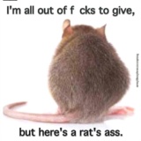 Here's a rat's ass - Very Funny Pics