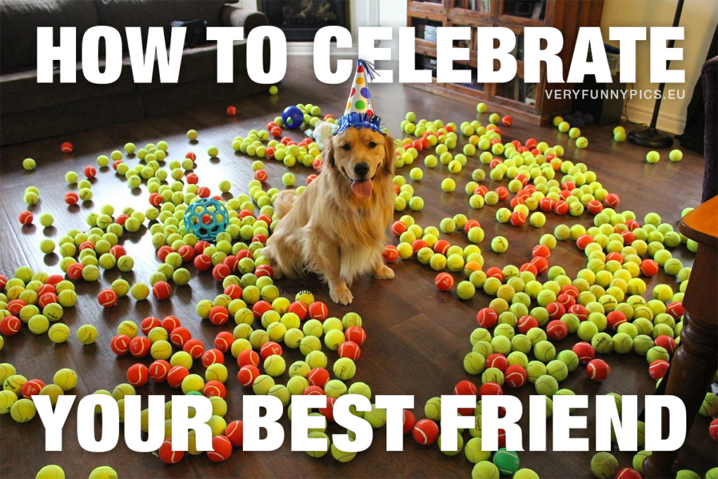 Celebration Archives - Very Funny Pics
