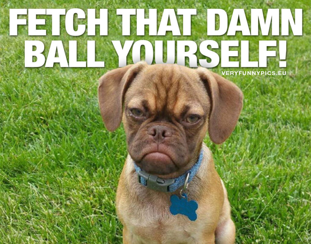 When enough is enough - Very Funny Pics