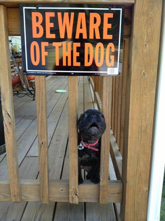 Fourteen images of "dangerous" dogs behind their warning signs | Very ...